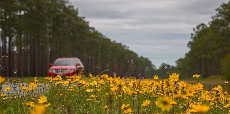 Apalachee Savanahs Scenic Byway on OverlookMaps.com