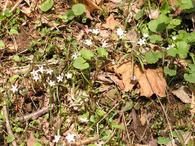 Big Bone Lick Scenic Byway on OverlookMaps.com
