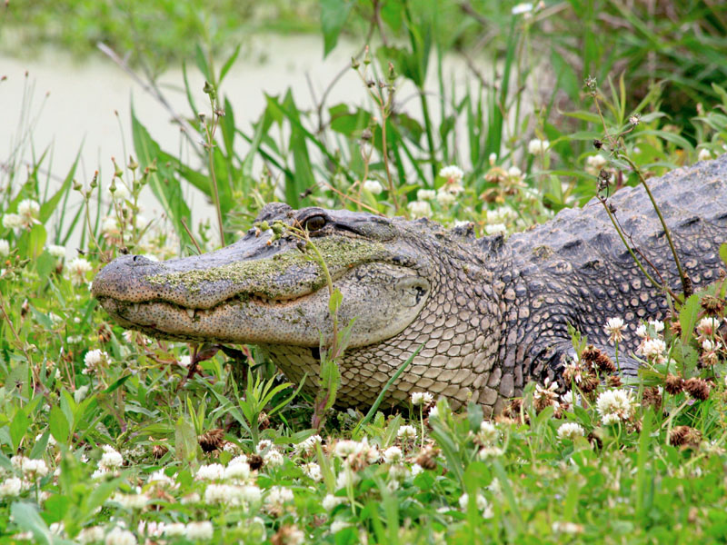Creole Nature Trail All-American Road on OverlookMaps.com